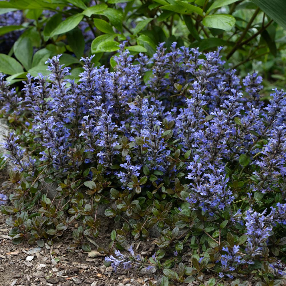 Ajuga reptans Chocolate Chip | White Flower Farm