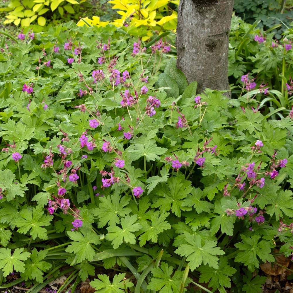 Geranium macrorrhizum 'Bevan's Variety' | White Flower Farm