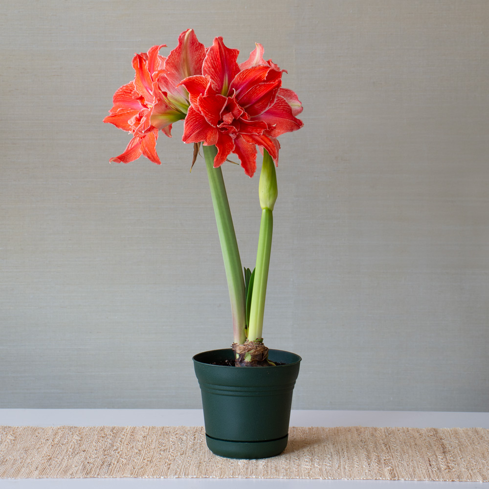 Amaryllis 'Double Minerva' | White Flower Farm