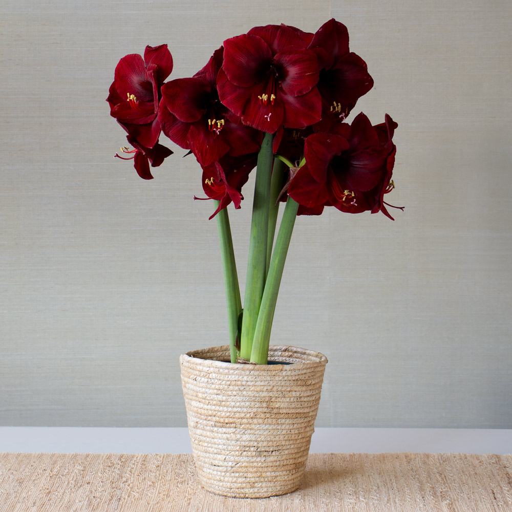 Amaryllis 'Mandela' | White Flower Farm
