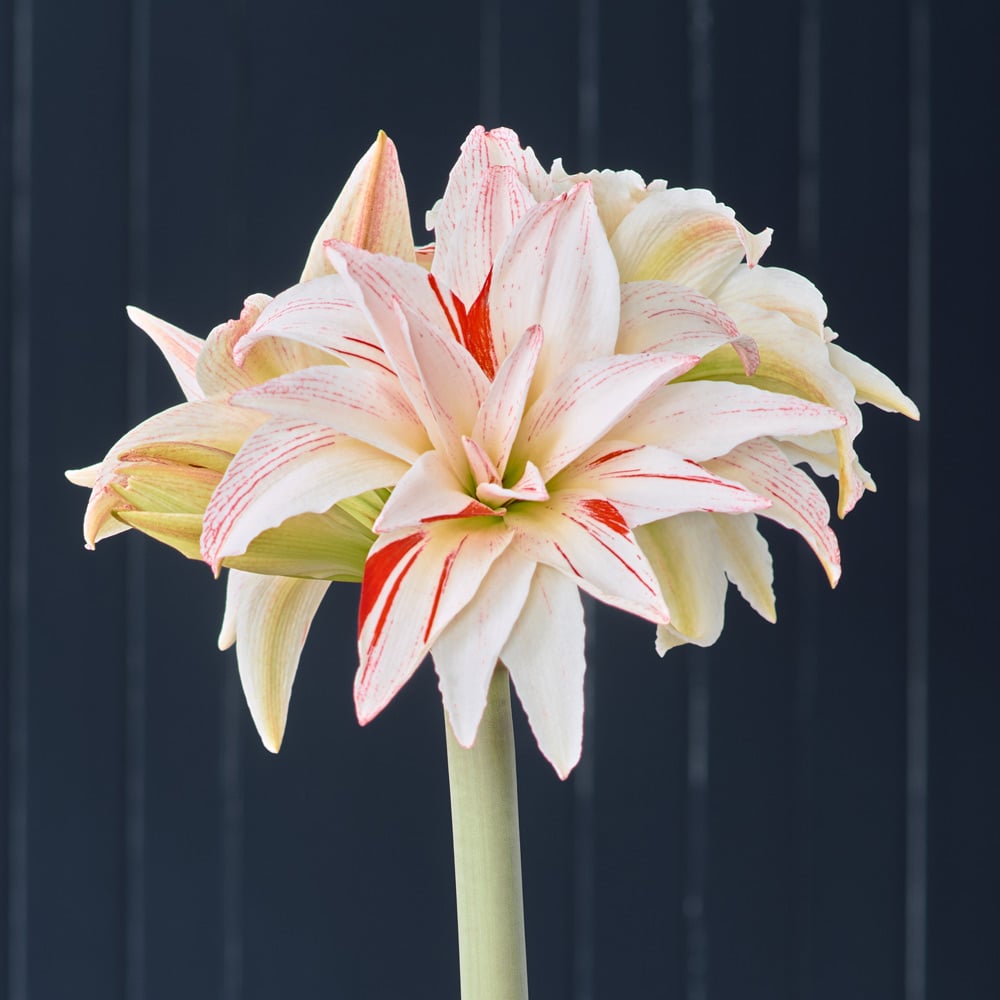 Amaryllis 'Pretty Amadeus' | White Flower Farm