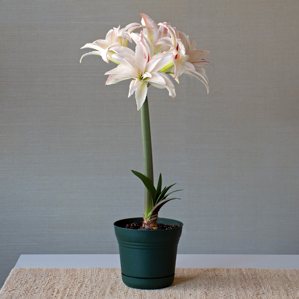 Amaryllis 'Pretty Amadeus' | White Flower Farm