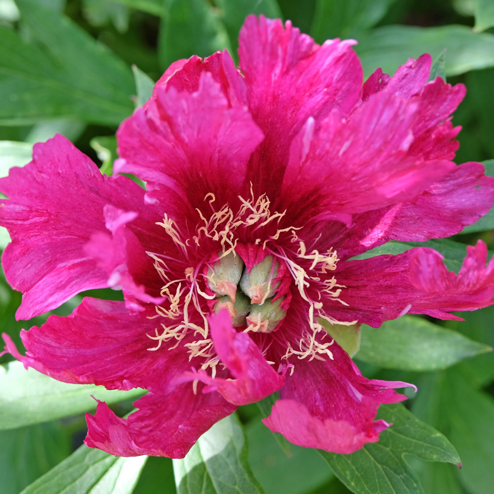 Itoh Peony 'Morning Lilac' | White Flower Farm