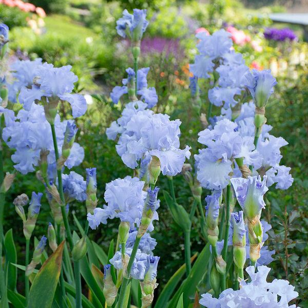 Iris germanica 'Absolute Treasure' | White Flower Farm