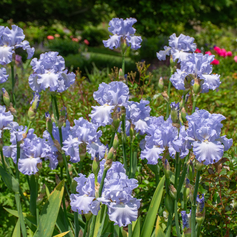 Iris germanica 'Absolute Treasure' | White Flower Farm