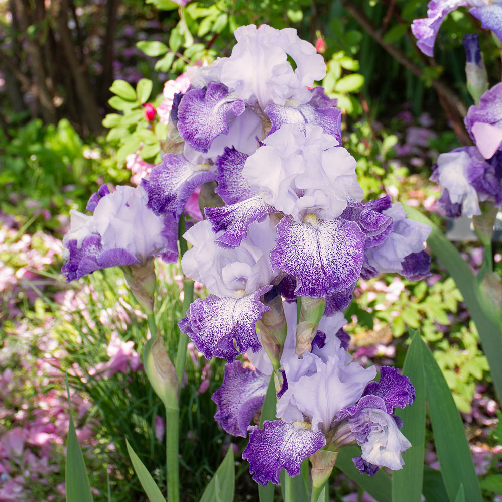 iris flower colors