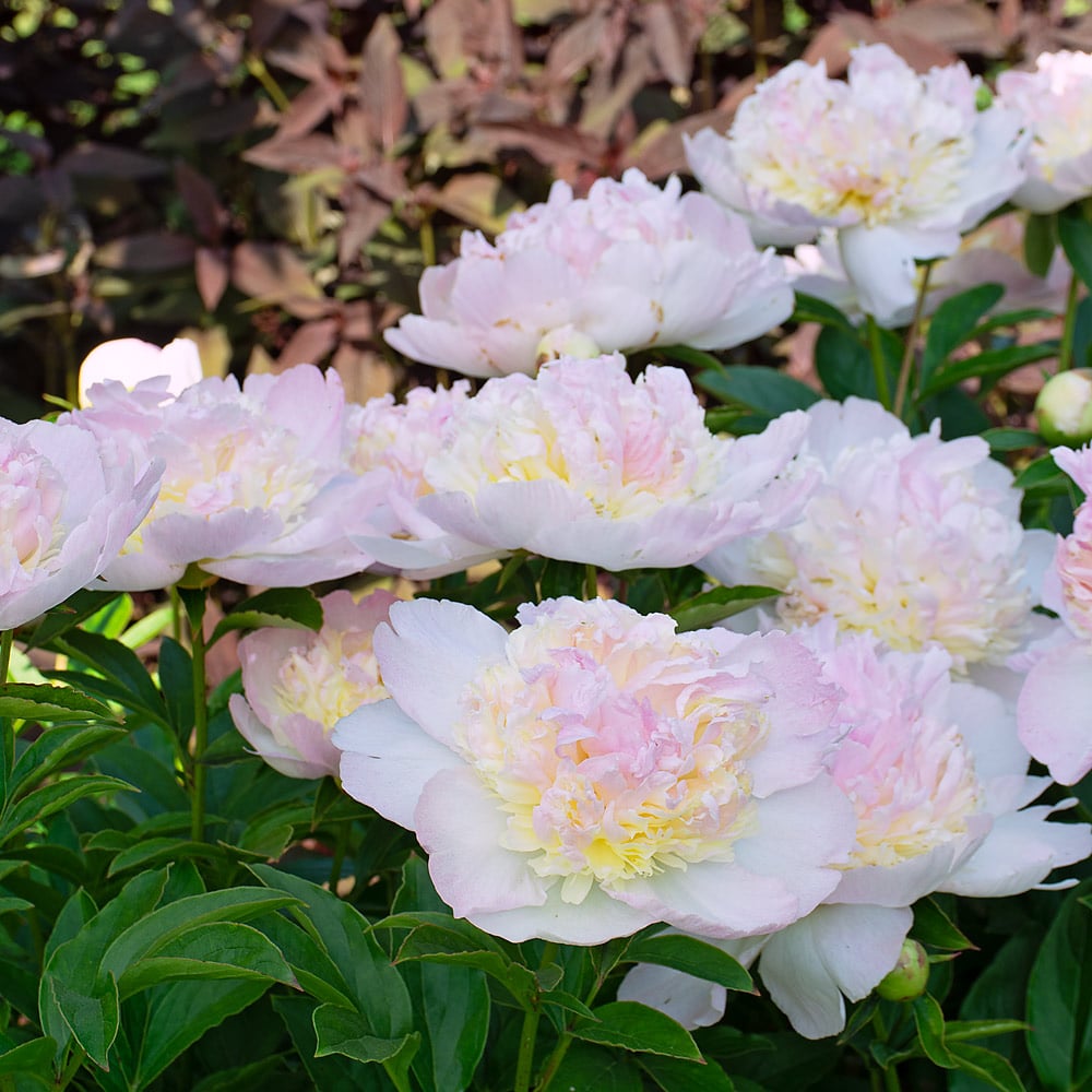 Peony 'Raspberry Sundae' | White Flower Farm