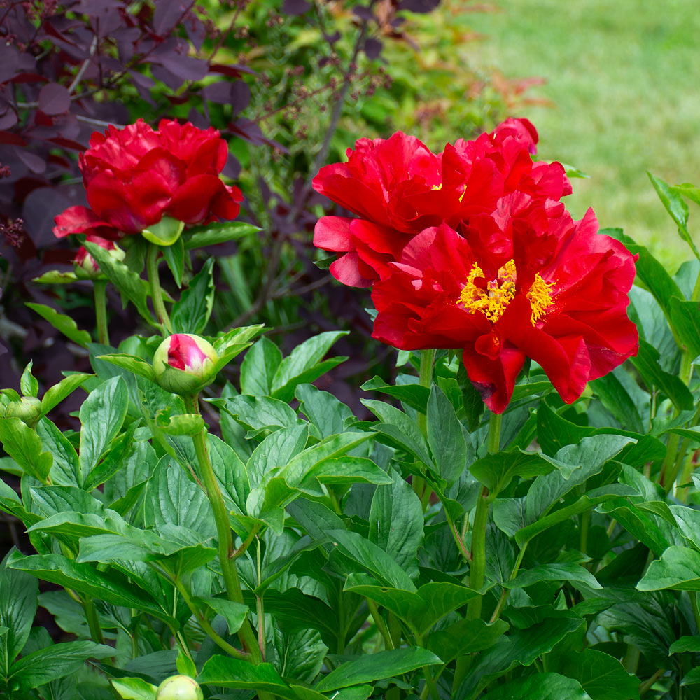 Peony 'Chocolate Soldier' | White Flower Farm