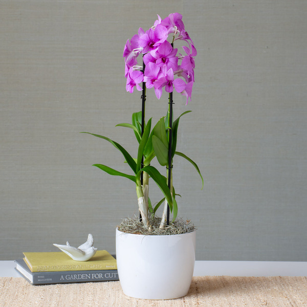 Lavender Dendrobium Orchids in white ceramic cachepot | White Flower Farm