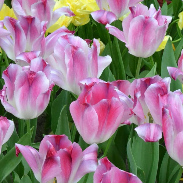 Tulip 'Supri Erotic' (12 bulbs per bag) | White Flower Farm