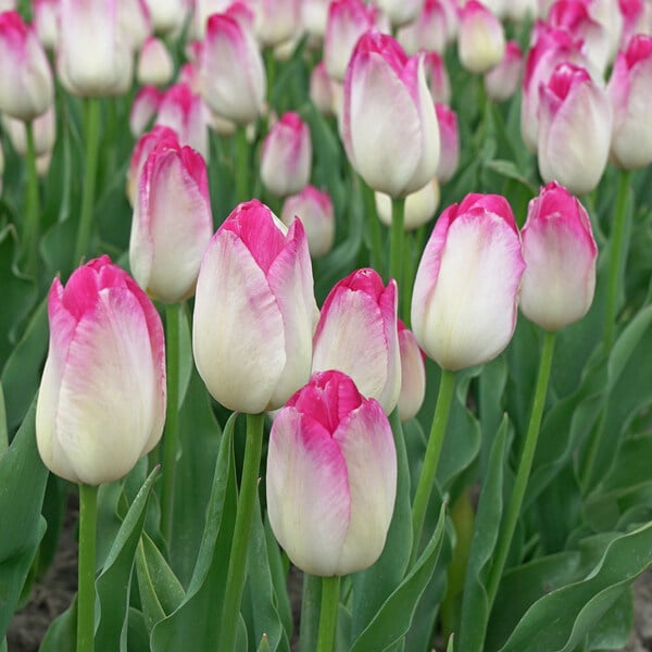 Tulip 'Supri Erotic' (12 bulbs per bag) | White Flower Farm