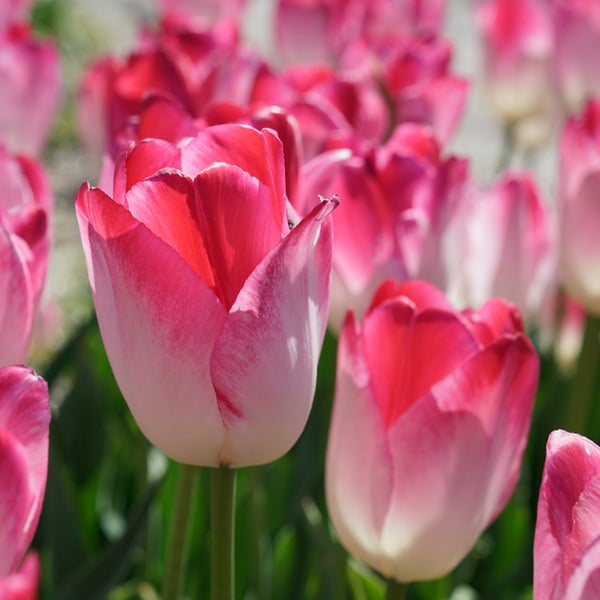 Tulip 'Supri Erotic' (12 bulbs per bag) | White Flower Farm