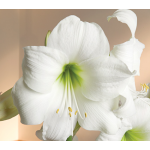 Amaryllis Alfresco | White Flower Farm