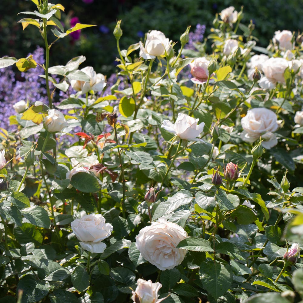 Rose Easy Spirit™ | White Flower Farm