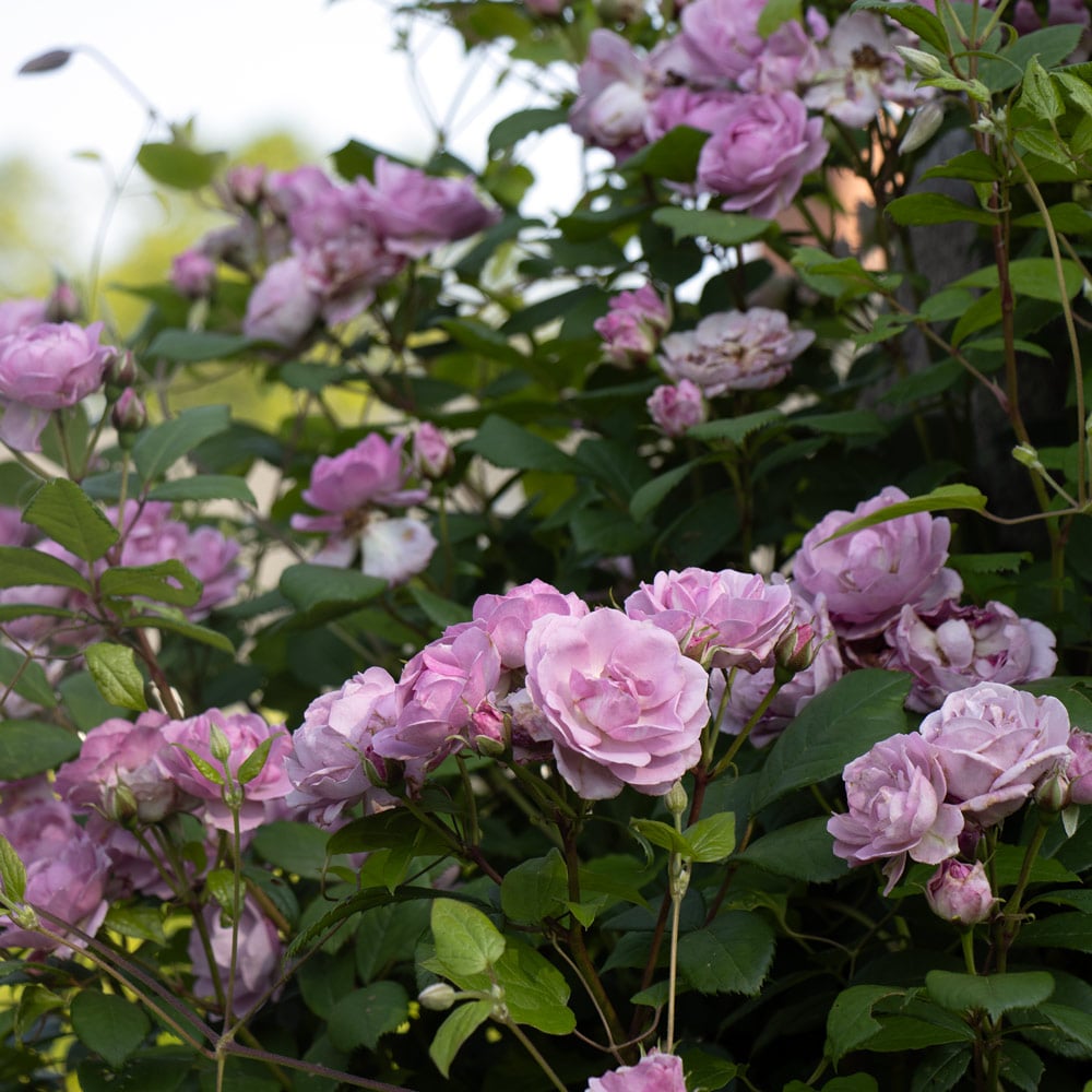 Rose Rise Up Lilac Days® | White Flower Farm