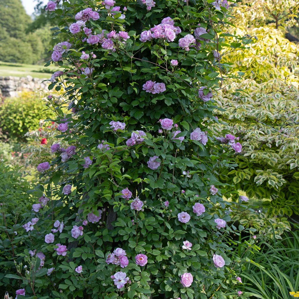 Rose Rise Up Lilac Days® | White Flower Farm