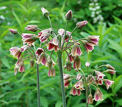 Allium bulgaricum (Nectaroscordum) | White Flower Farm