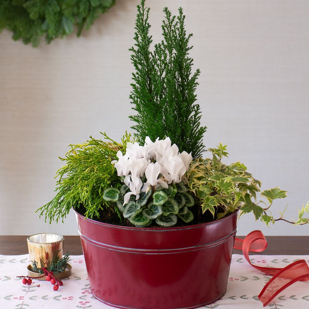 Touch of Gold Dish Garden Kit | White Flower Farm