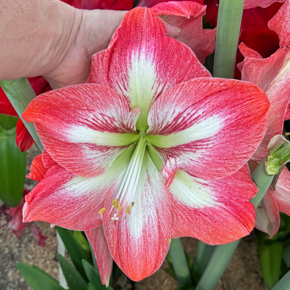 Amaryllis 'Giant Flame' | White Flower Farm