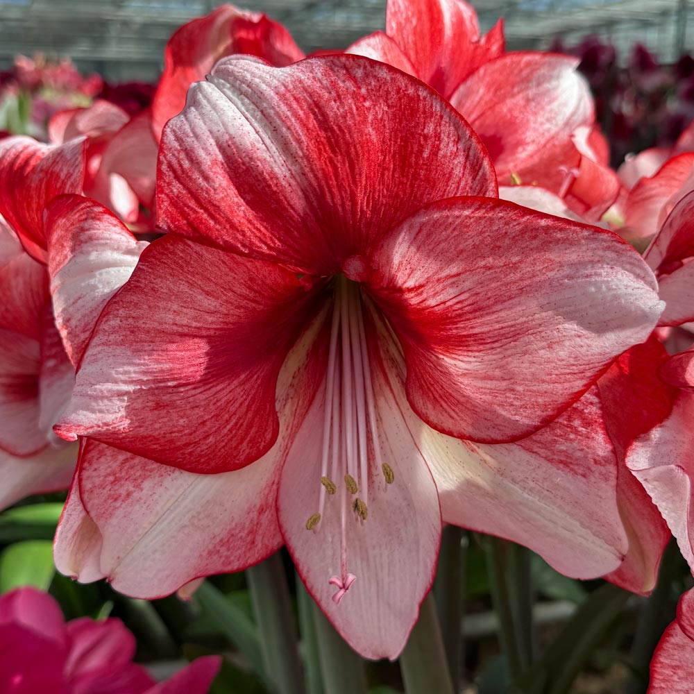 Amaryllis 'Supernova' | White Flower Farm