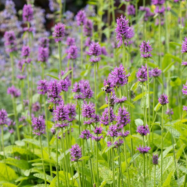 Betonica officinalis 'Hummelo' | White Flower Farm
