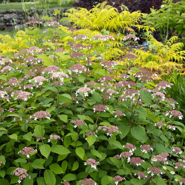 Hydrangea arborescens Pinky Pollen Ring™ | White Flower Farm