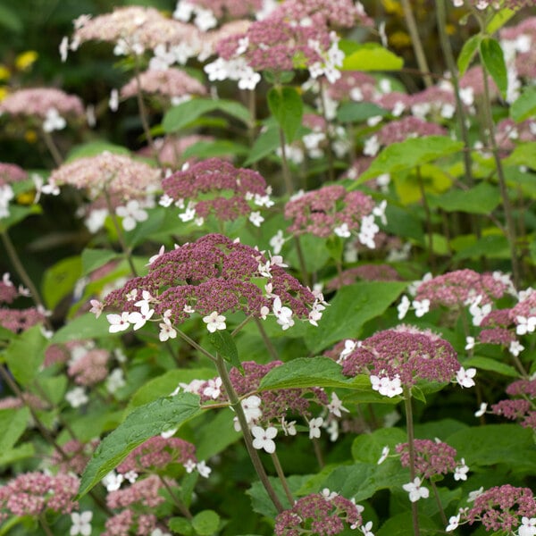 Hydrangea arborescens Pinky Pollen Ring™ | White Flower Farm