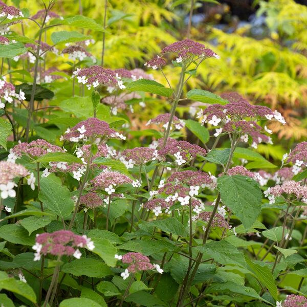 Hydrangea arborescens Pinky Pollen Ring™ | White Flower Farm