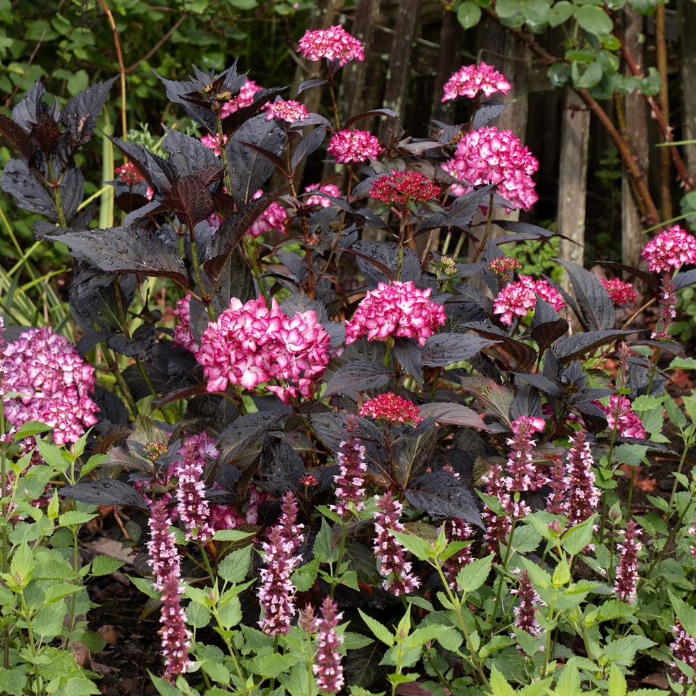 Hydrangea macrophylla Eclipse® | White Flower Farm