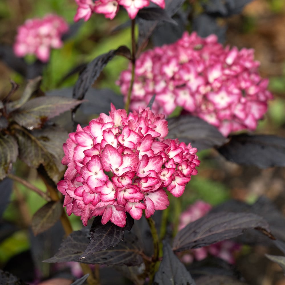 Hydrangea macrophylla Eclipse® | White Flower Farm