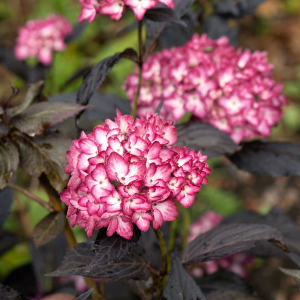 Hydrangea macrophylla Eclipse® | White Flower Farm