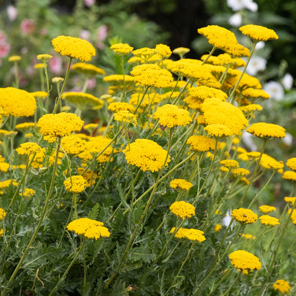 Achillea filipendulina 'Gold Plate' | White Flower Farm