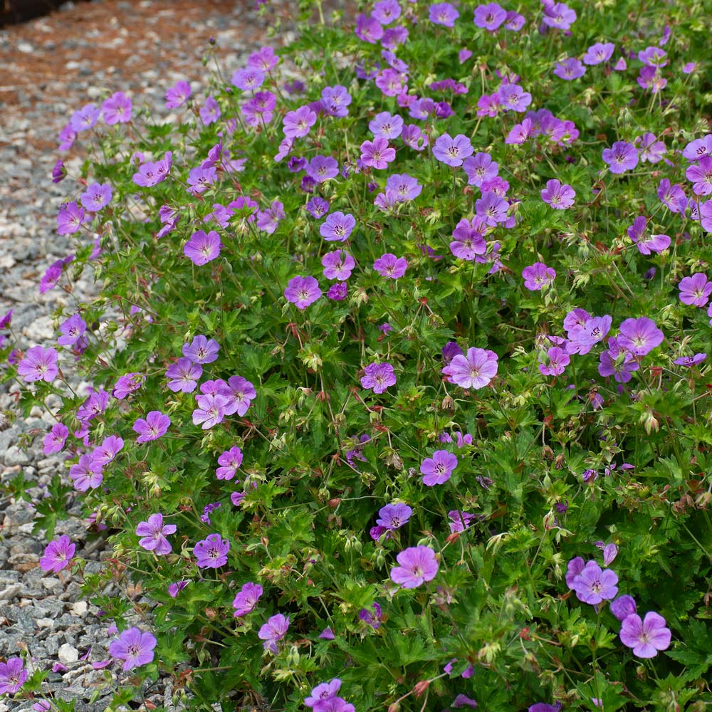 Geranium Rozanne® | White Flower Farm