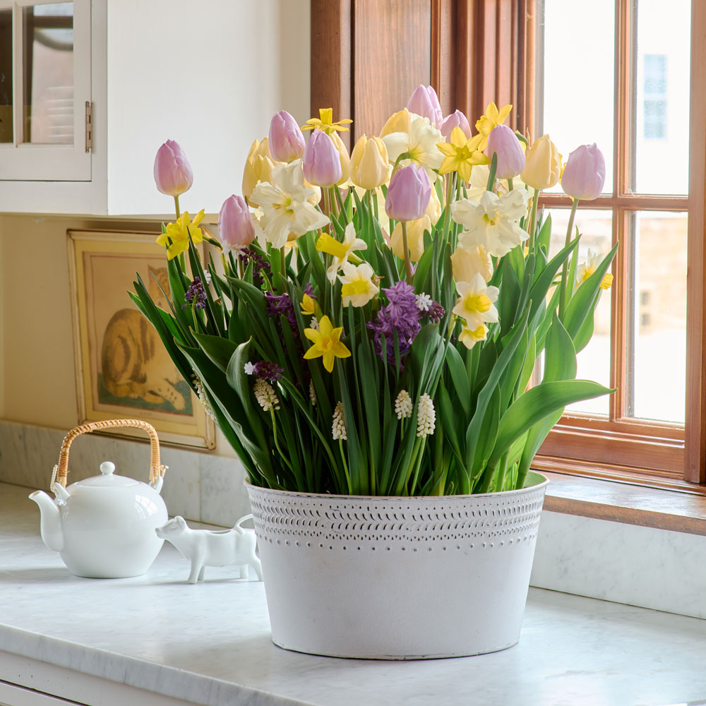 Easter & Passover Bulb Gardens | White Flower Farm