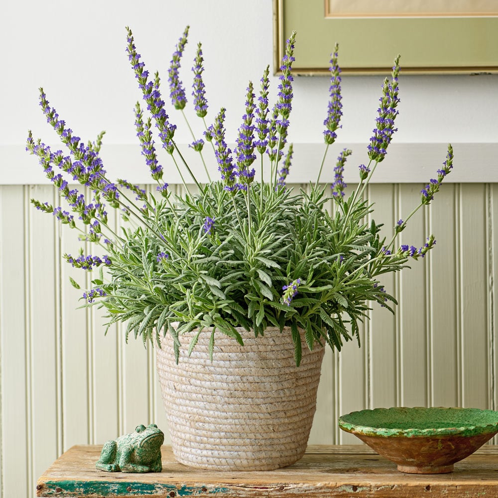 Lavender 'Goodwin Creek Grey' in natural jute basket | White Flower Farm