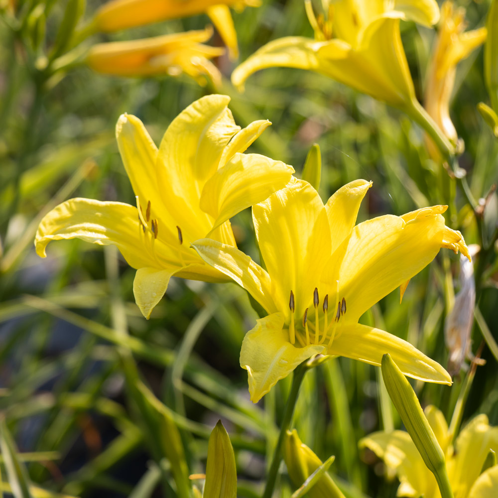 Hemerocallis (Daylily) 'Hyperion' | White Flower Farm