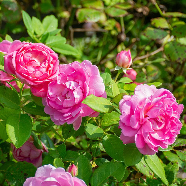 Rose Sitting Pretty™ | White Flower Farm