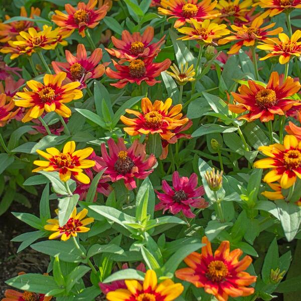 Zinnia 'Profusion Red Yellow Bicolor' | White Flower Farm
