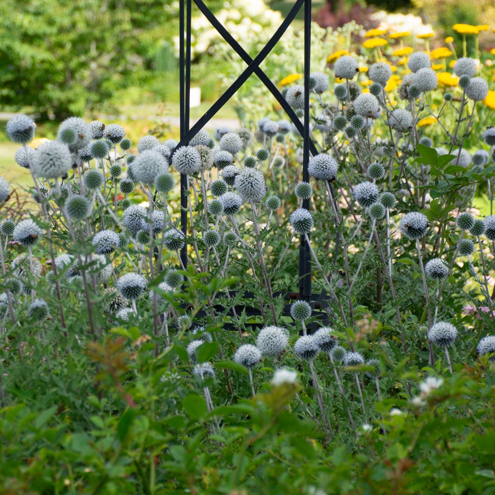 Echinops sphaerocephalus 'Arctic Glow' | White Flower Farm