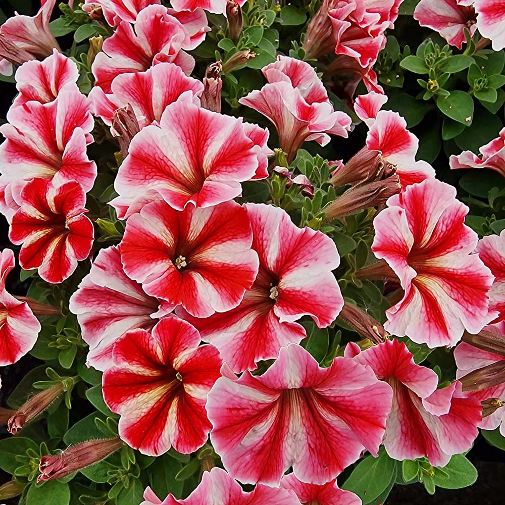 Red Flares Container Garden | White Flower Farm