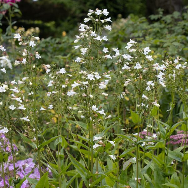 Penstemon digitalis, tray of 32 plugs | White Flower Farm