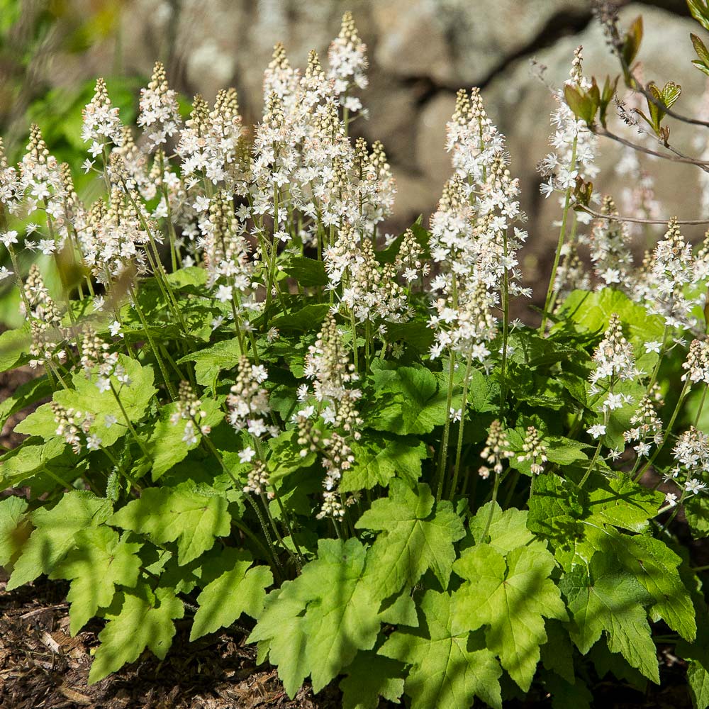Tiarella cordifolia, tray of 32 plugs | White Flower Farm