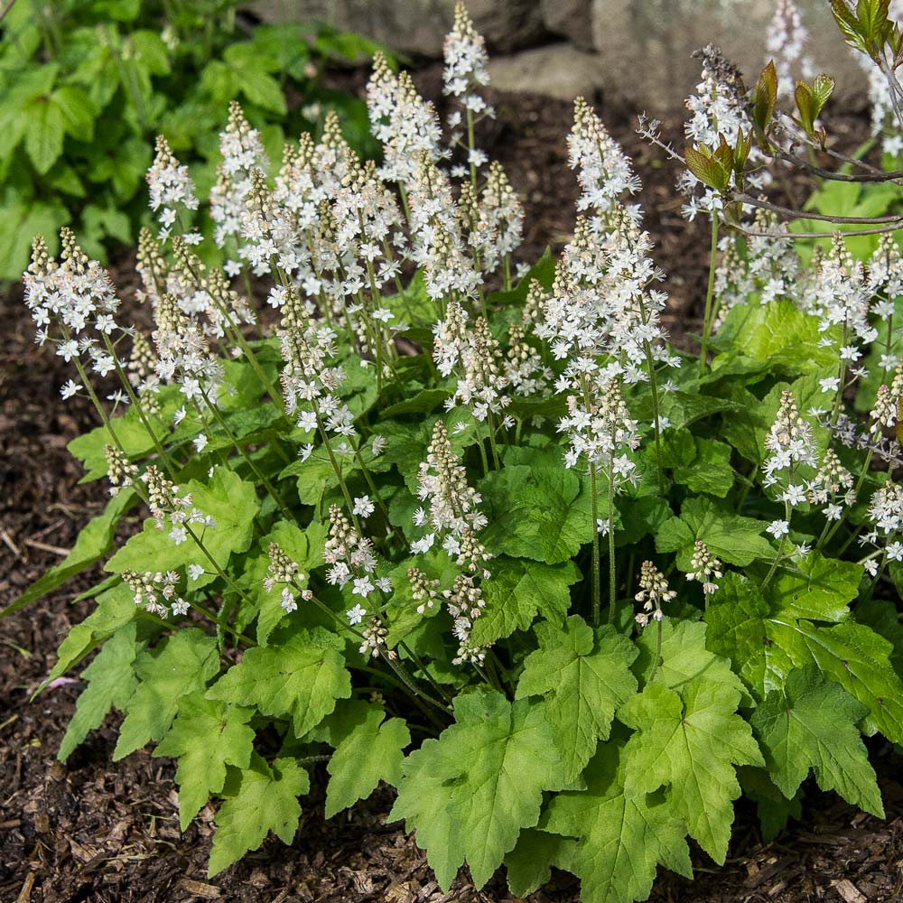 Tiarella cordifolia, tray of 32 plugs | White Flower Farm