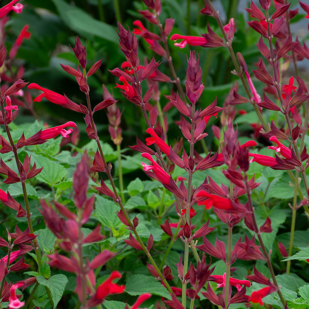 Pollinator Parfait Container Garden | White Flower Farm