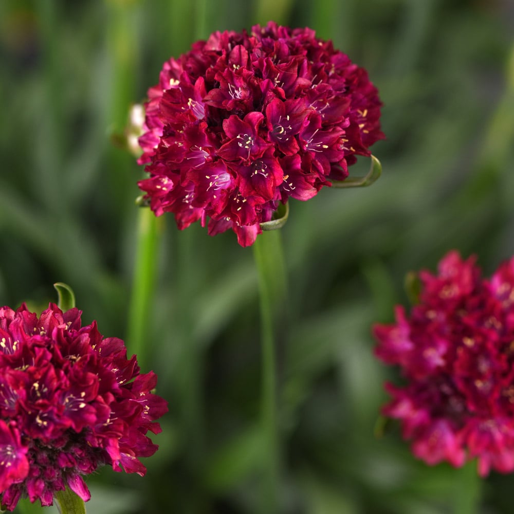 Armeria pseudarmeria Dreameria® 'Hypnotic Dreams' | White Flower Farm