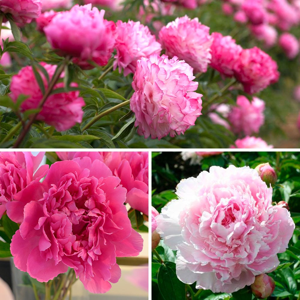 Uncommon Treasures Peony Trio | White Flower Farm