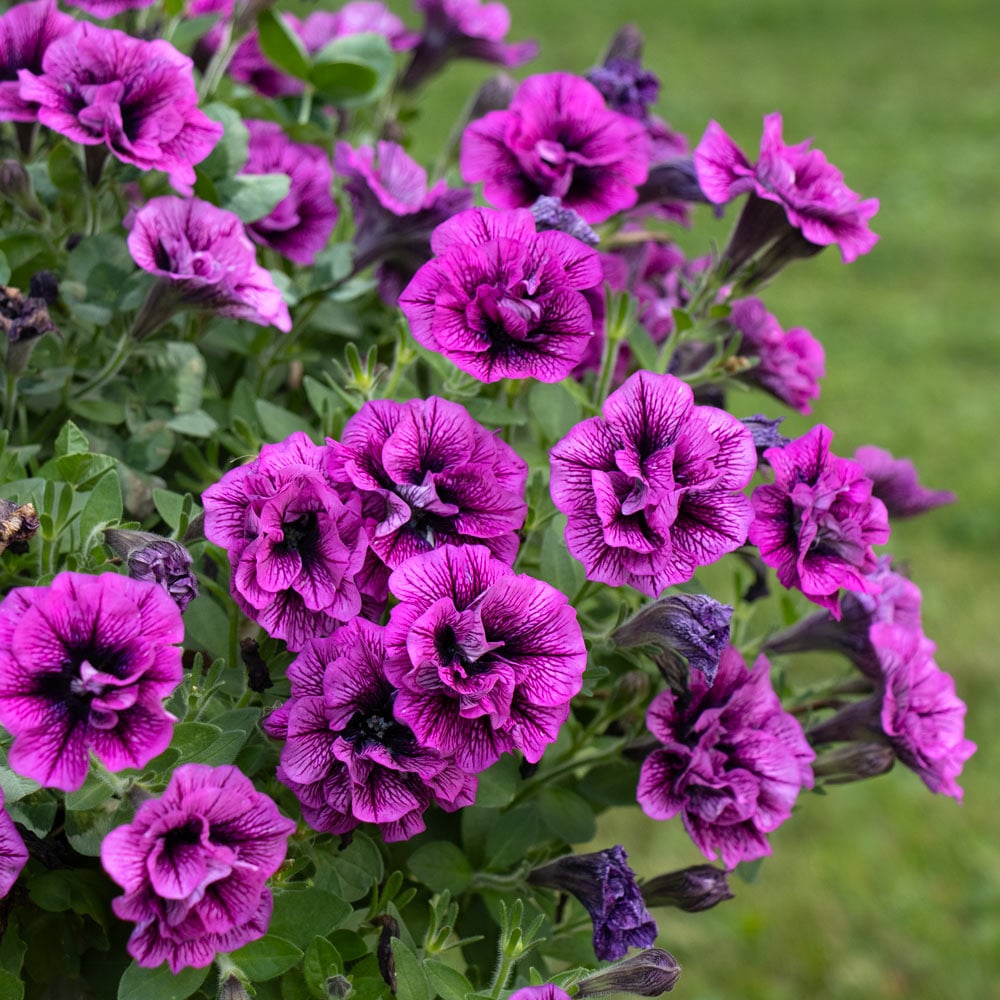 Summer Sparkler Container Garden | White Flower Farm
