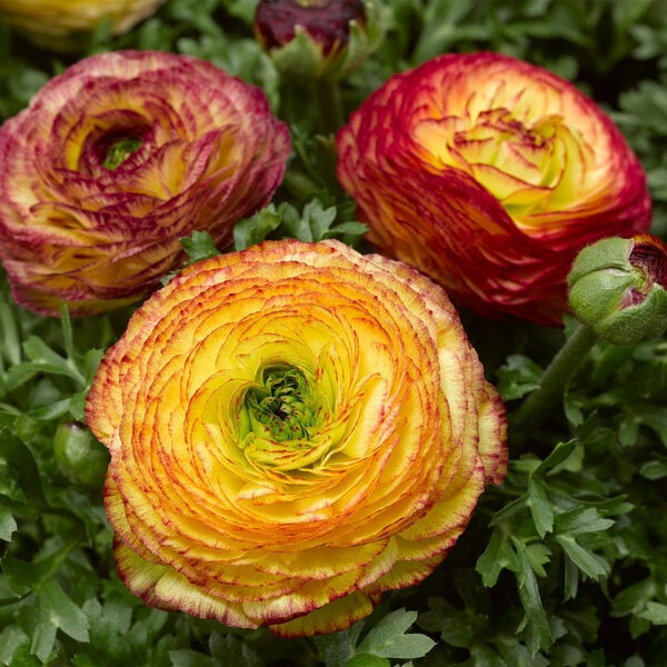 Ranunculus asiaticus Maché™ Lemon Rose Bicolor Mix | White Flower Farm
