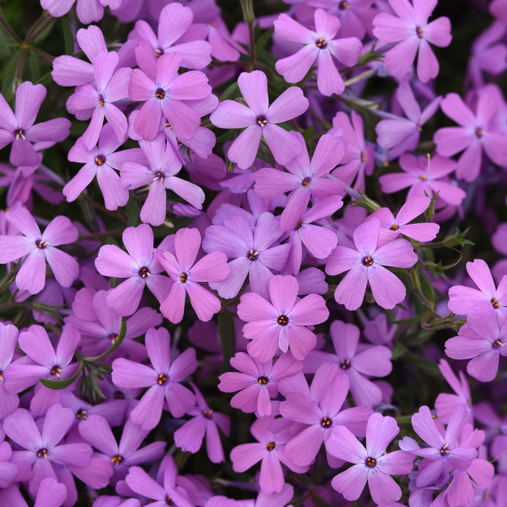 Phlox Spring Splash™ Lilac | White Flower Farm