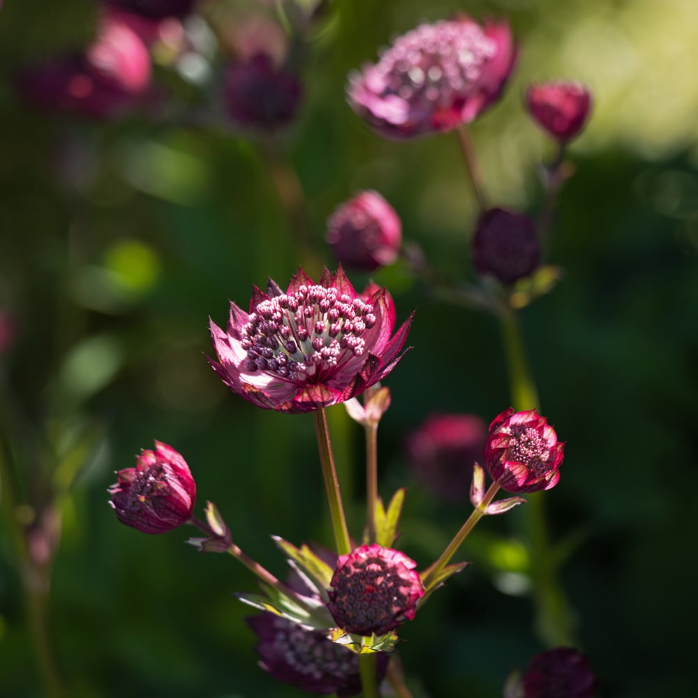 Astrantia major 'Claret' | White Flower Farm